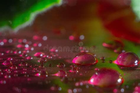 Imagen Macro De Hermosas Gotas De Agua Rosadas Abstractas Para Fondo Y Fondo De Pantalla Imagen