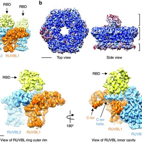 Cryo EM Structure Of RUVBL1 RUVBL2 RBD A Top And Side View Of The