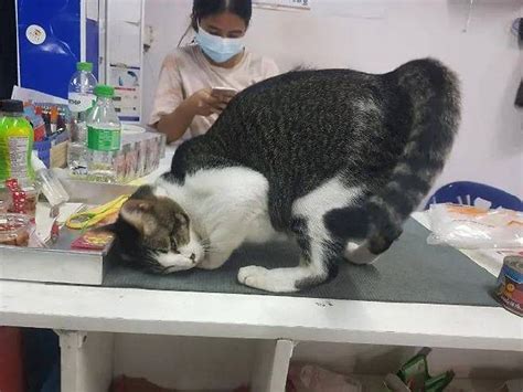 고양이의 대담한 포즈를 소개합니다 재미진