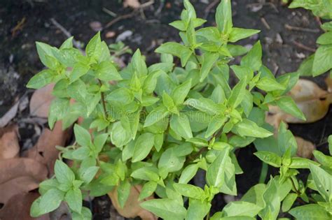 Ocimum Basilicum Tree Stock Image Image Of Plants Basilicum 73572457