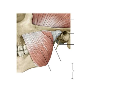Temporomandibular Joint Diagram Quizlet