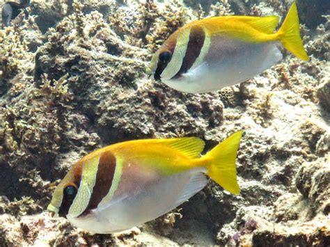 ヒメアイゴ 2024 07 06 WEB魚図鑑