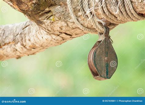 Tied Up Tree Seedling Close Up Leather Padding To Prevent Damage To Tree Bark Stock Photo