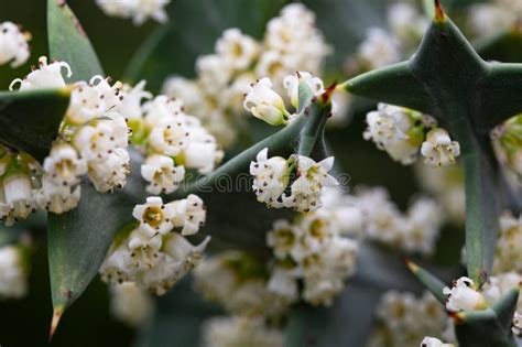 Colletia Cruciform Cruciata Gillies And Hook Macro A Shrub With