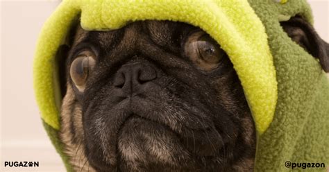 Pug Behavior Training Correcting Common Pug Behavioral Issues