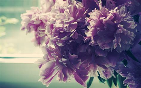 Peony Wallpapers Wallpaper Cave