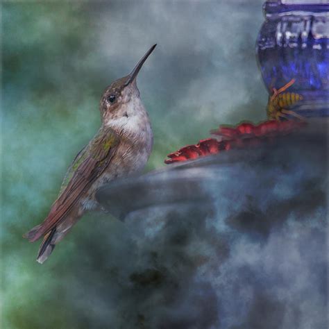 Hummingbird Mystic Mist Photograph By Betsy Knapp Fine Art America
