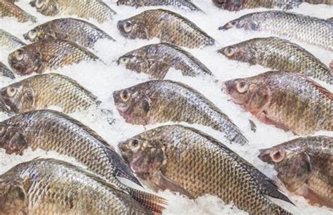 Mr Neo Test Your Math And Science P5 P6 Incomplete Set Method