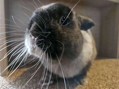WHISKERS R Rabbits