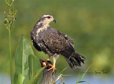Female Snail Kite Florida Nancy Elwood Flickr