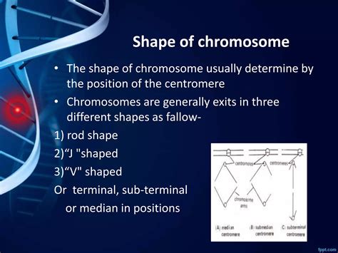 Chromosome Shape And Size Ppt Pptx