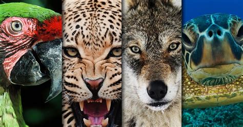 Conservación De Especies