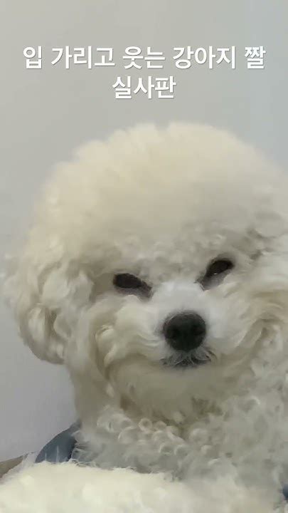 입 가리고 웃는 강아지짤 실사판 Shorts Youtube