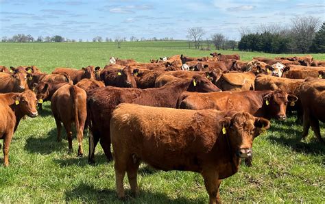 May 2022 Usda Beefcattle Outlook Cattle Range