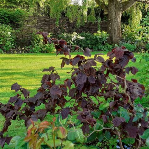 Corylus Avellana Red Majestic Syn Corylus Avellana Contorta Red