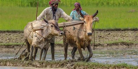 Three Farm Bills And Indias Rural Economy The Wire