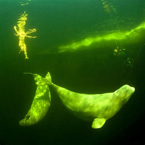 Meridianos Nadando Desnuda Entre Belugas