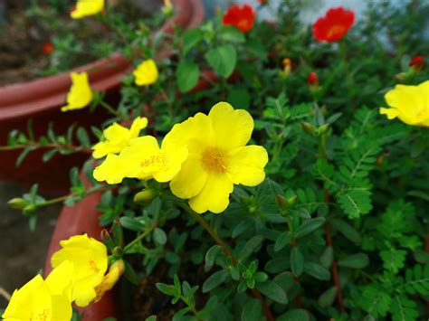 花 黄色 Pixabay上的免费照片 Pixabay