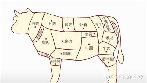牛肉为什么又硬又柴？怎样将牛肉做出“入口即化”的口感？ 知乎