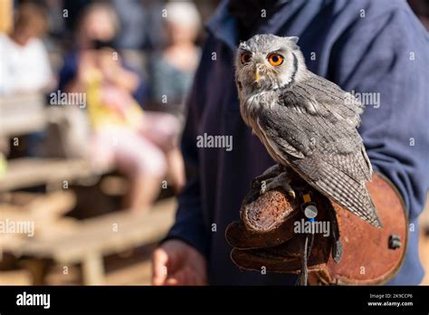 Close Up Of A Northern White Faced Owl Ptilopsis Leucotis Stock Photo