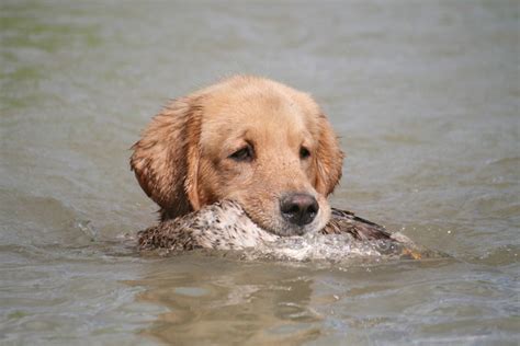 Our Dogs Shaffer Goldens Grove Oklahoma