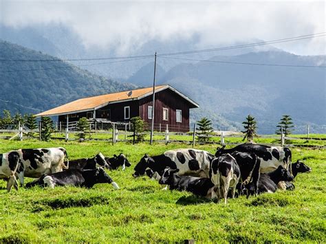 Cow Lk එළහරක් මීහරක් ඇති කරන්නන් ගේ සංගමය Kurunegala