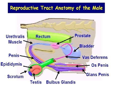 Male Reproductive System Veterinary Anatomy Male Reproductive System