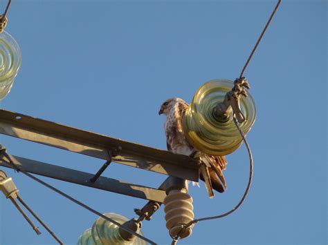 Mitigation Bird Electrocution