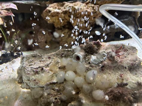 Cuttle Fish Eggs The Octopus News Magazine Online