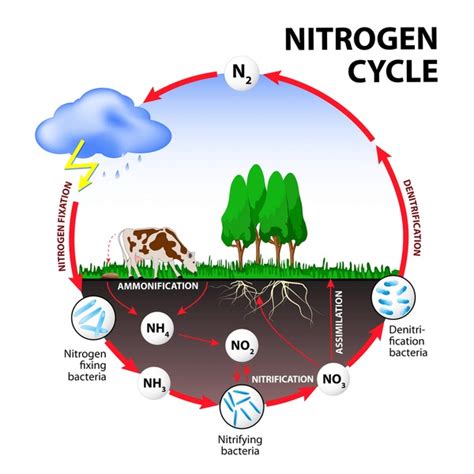 Diagrama Del Ciclo Del Nitr Geno Para La Clase
