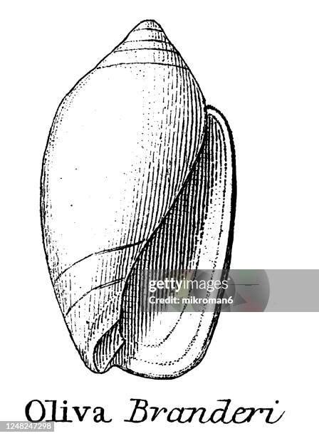 Precambrian Era Photos And Premium High Res Pictures Getty Images