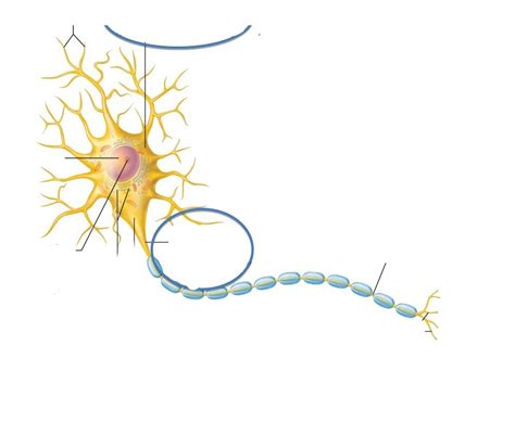 Nerves Diagram Quizlet
