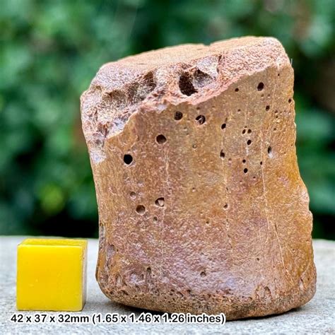 Genuine Sarcosuchus Dinosaur Age Fossil Vertebra Crocodyliform Elrhaz Formation Cretaceous