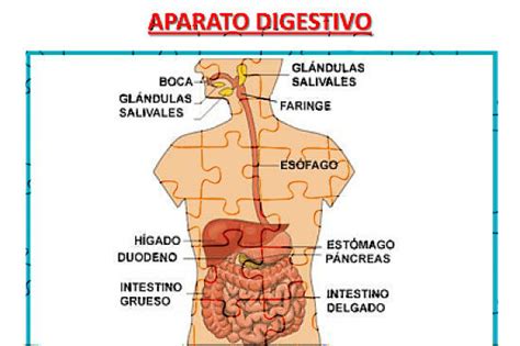 Sistema Digestivo Rompecabezas Del Usuario