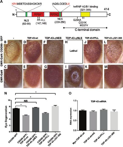 The Protein Interaction Domain Of Tdp 43 Is Required For Suppression Of