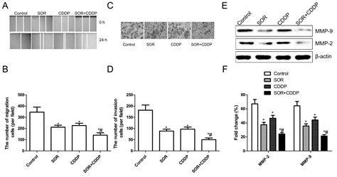 Synergistic Growth Inhibition By Sorafenib And Cisplatin In Human