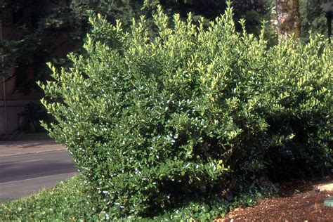 Euonymus Japonicus Landscape Plants Oregon State University