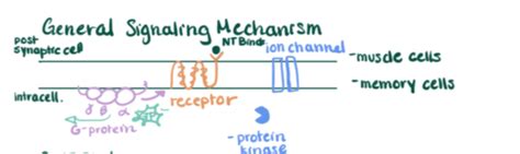 G Protein Coupled Receptors Flashcards Quizlet