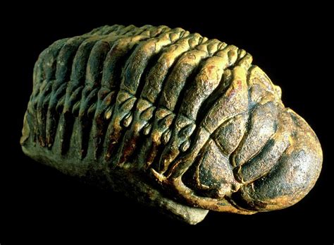 Trilobite Fossil Photograph By Sinclair Stammers Science Photo Library