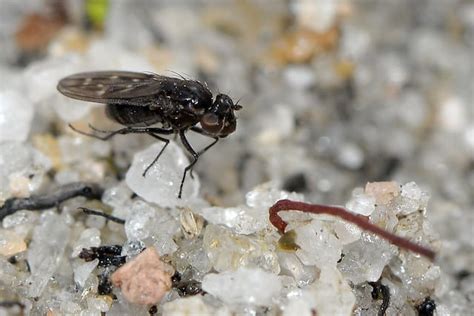 Why Do I Suddenly Have Small Black Flies Diamond Pest Control