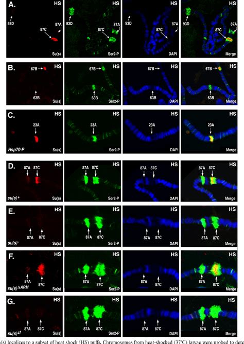 Figure 2 From And Transposon Derived Rnas [su S ] Promotes Degradation