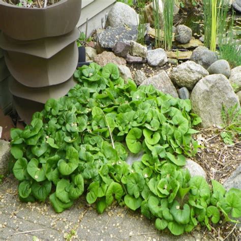 Wild Ginger Asarum Canadense Native Wildflowers Nursery