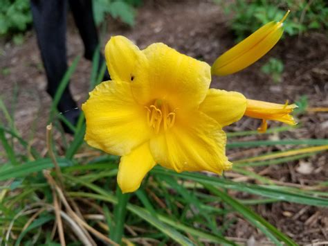 A Green Sanctuary Unitarian Universalist Fellowship Of Decatur