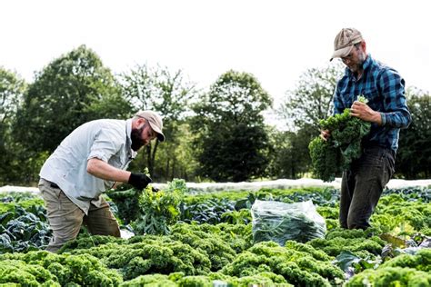 5 Maiores Dificuldades Da Gestão Do Agronegócio Massa Pesagem