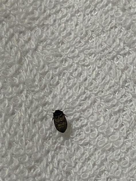 Can You Help Identify The Bug Please Rbedbugs