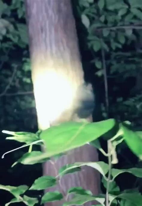 Raccoon Who Was Rescued And Released Comes Back To Visit Album On Imgur