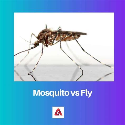 Mosquito vs Mosca Diferença e Comparação