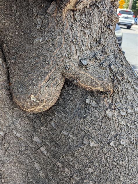 Tree Tatas Rmildlyboobs