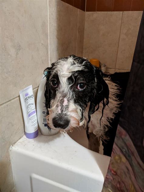 He Doesnt Actually Hate Baths Thats Just His Wet Face R Aww