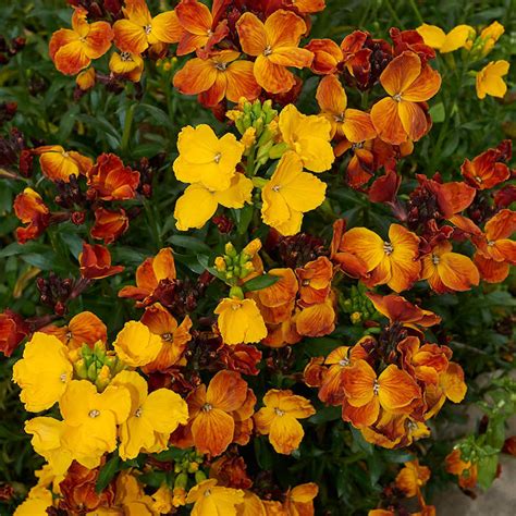 Micsunele Galben Ruginii 1 G Seminte Planta Ornamentala Bienala